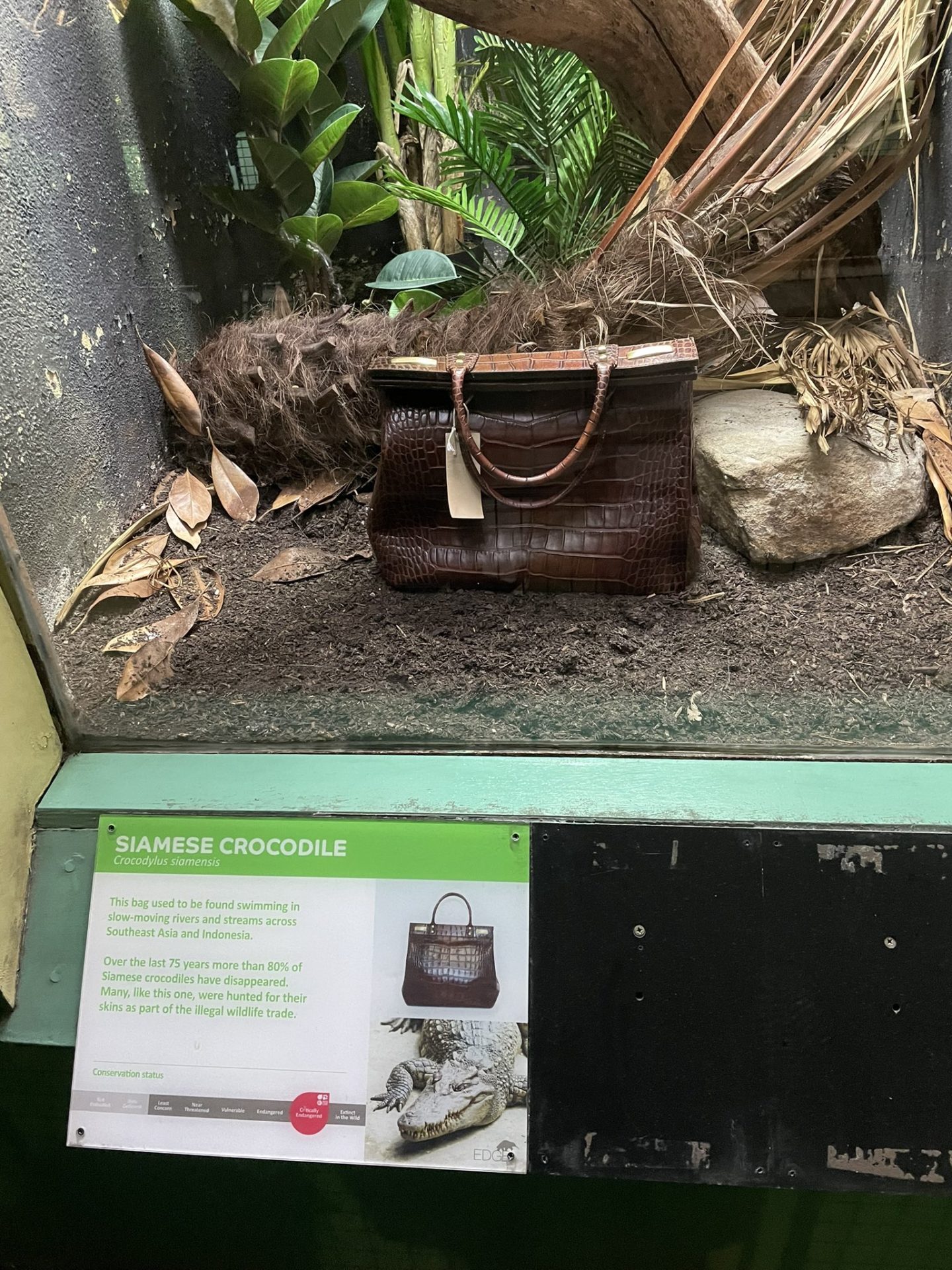 Crocodile handbag exhibit shown at London Zoo | North West Londoner