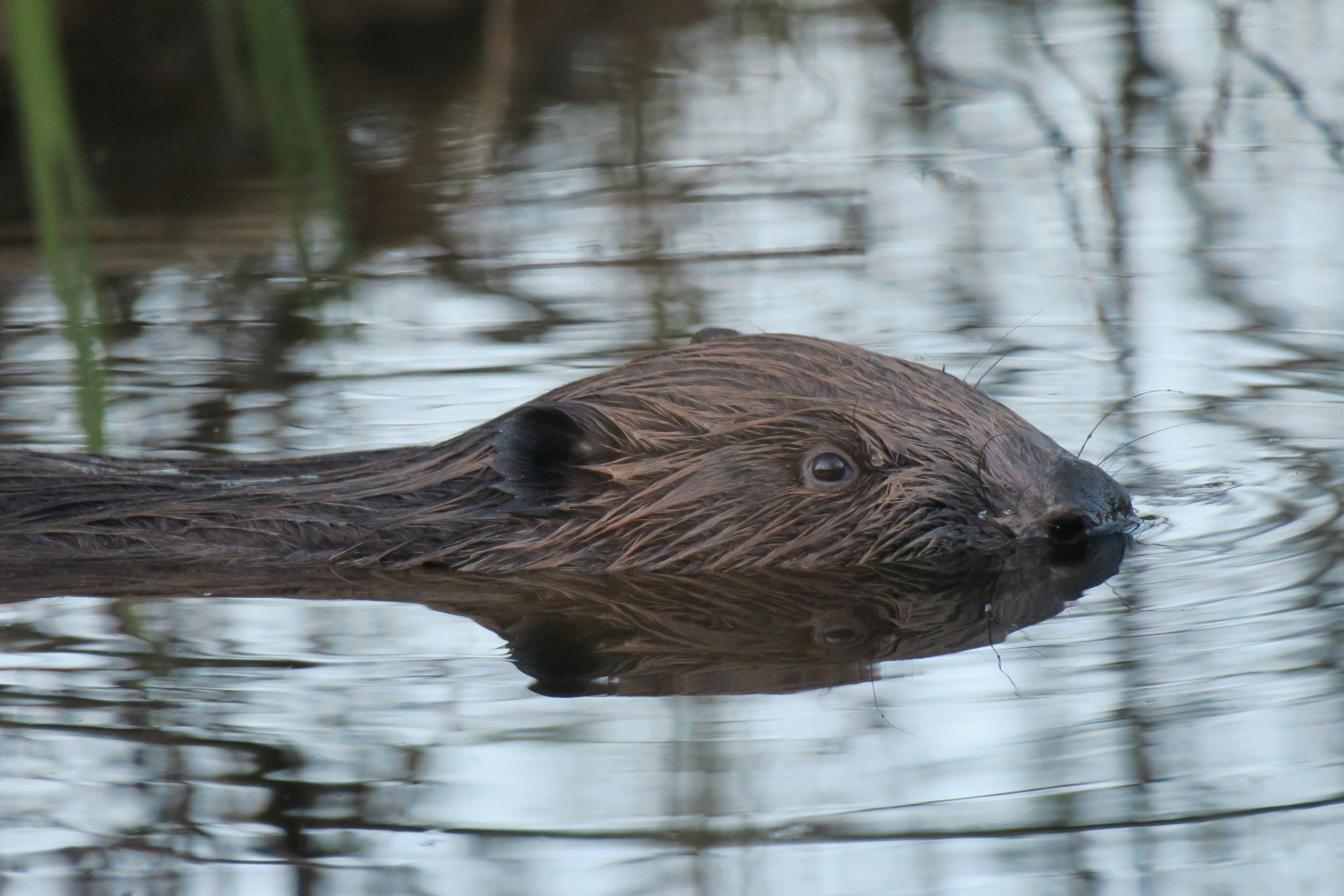 Ealing Beaver Project celebrates one year of success